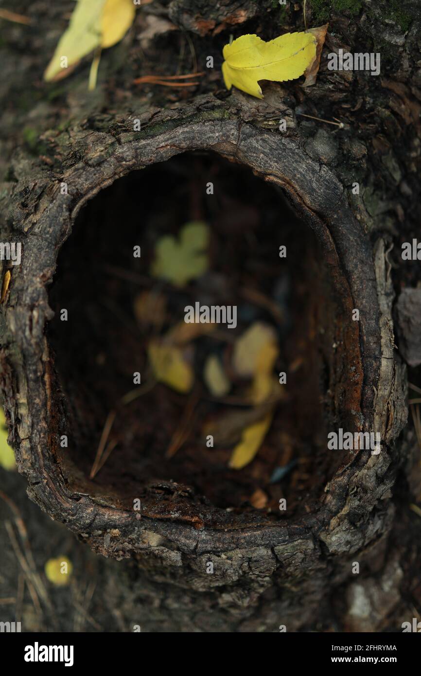 Hollow tree australia hi-res stock photography and images - Alamy