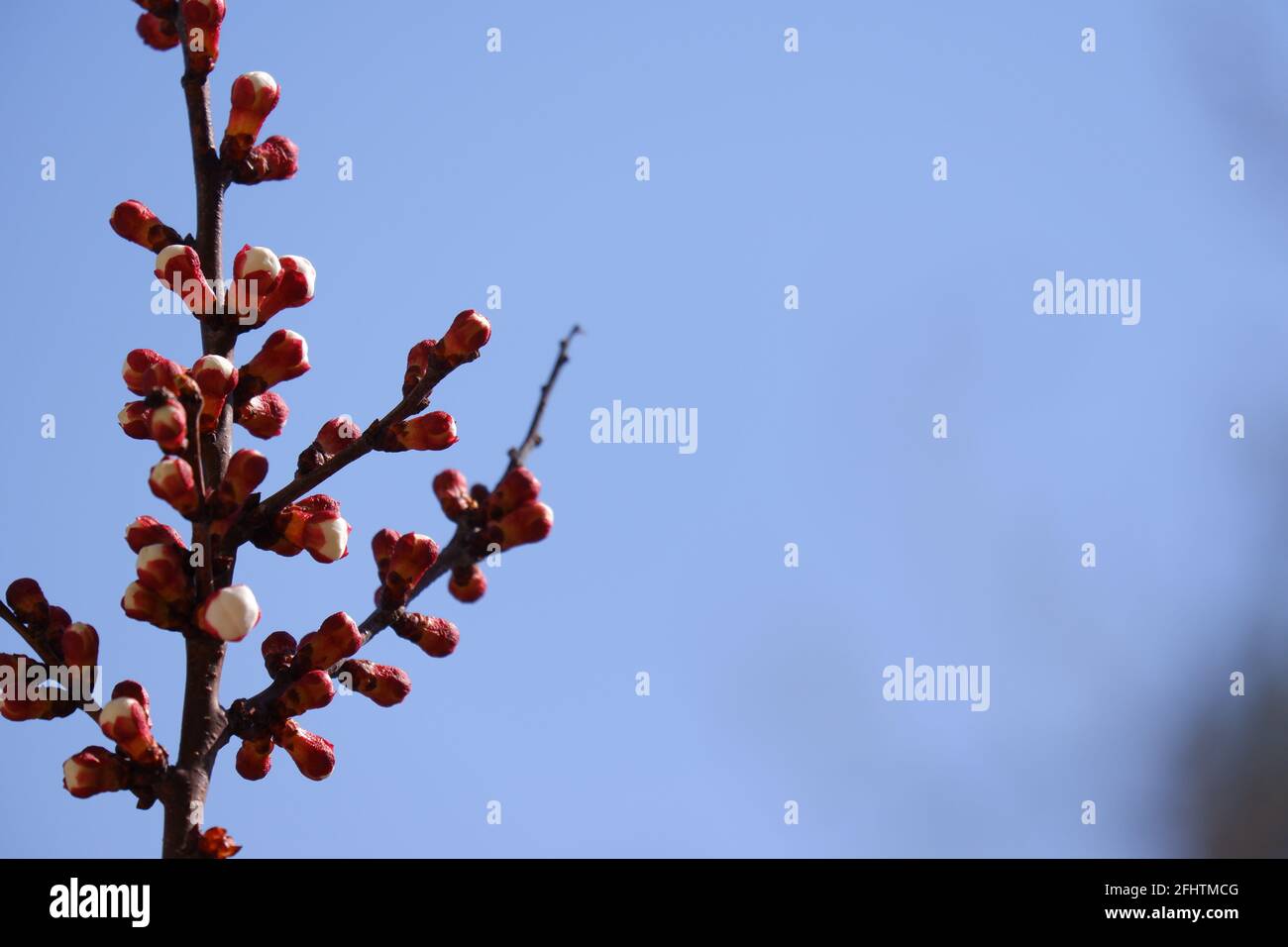 Apricot tree blooms in spring hi-res stock photography and images - Alamy