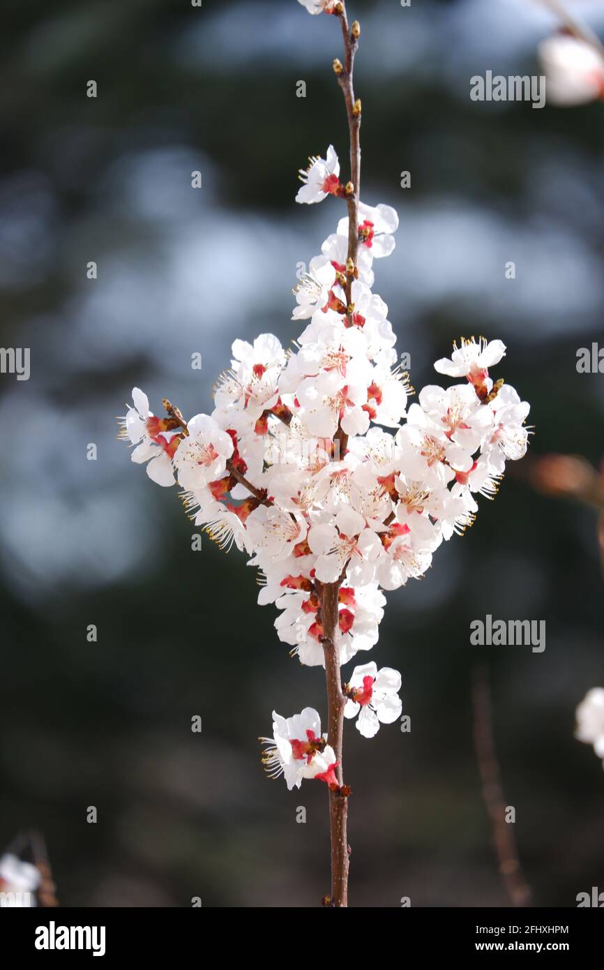 Red and White Beautiful Apricot Flowers on tree bookeh Stock Photo - Alamy