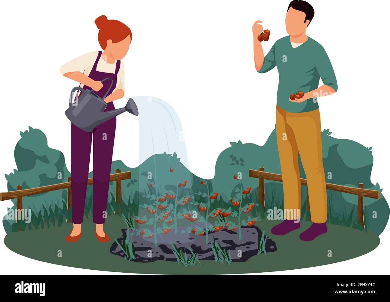 People watering and gathering tomatoes on farm flat vector illustration ...