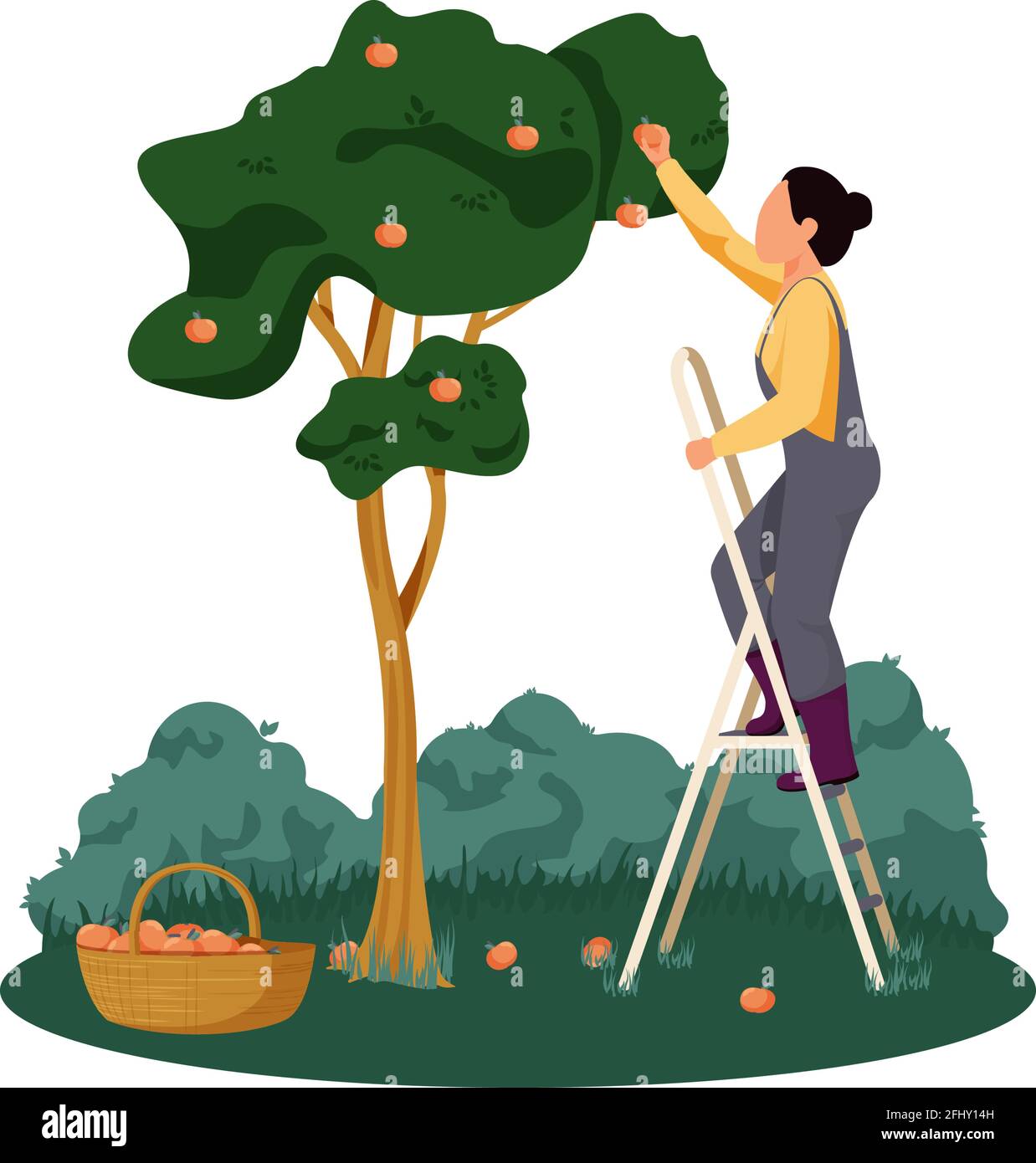 Farmer harvesting apples Cut Out Stock Images & Pictures - Alamy