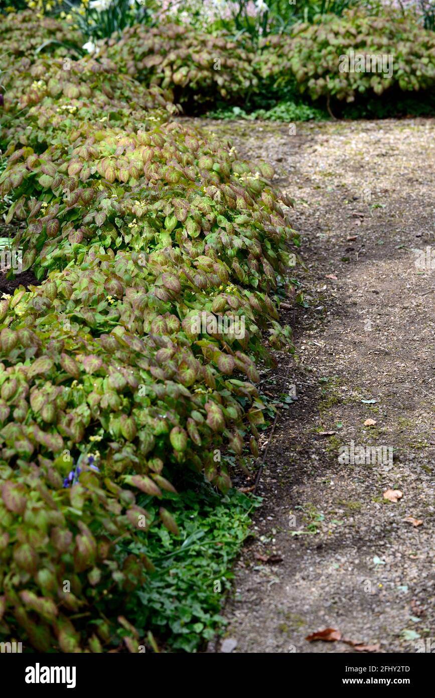 Epimedium versicolor sulphureum hi-res stock photography and images - Alamy