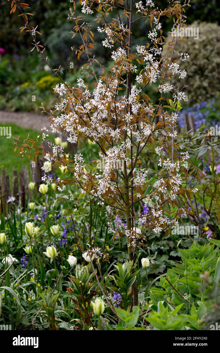Amelanchier lamarckii,snowy mespilus,white flowers,flower,slowering ...