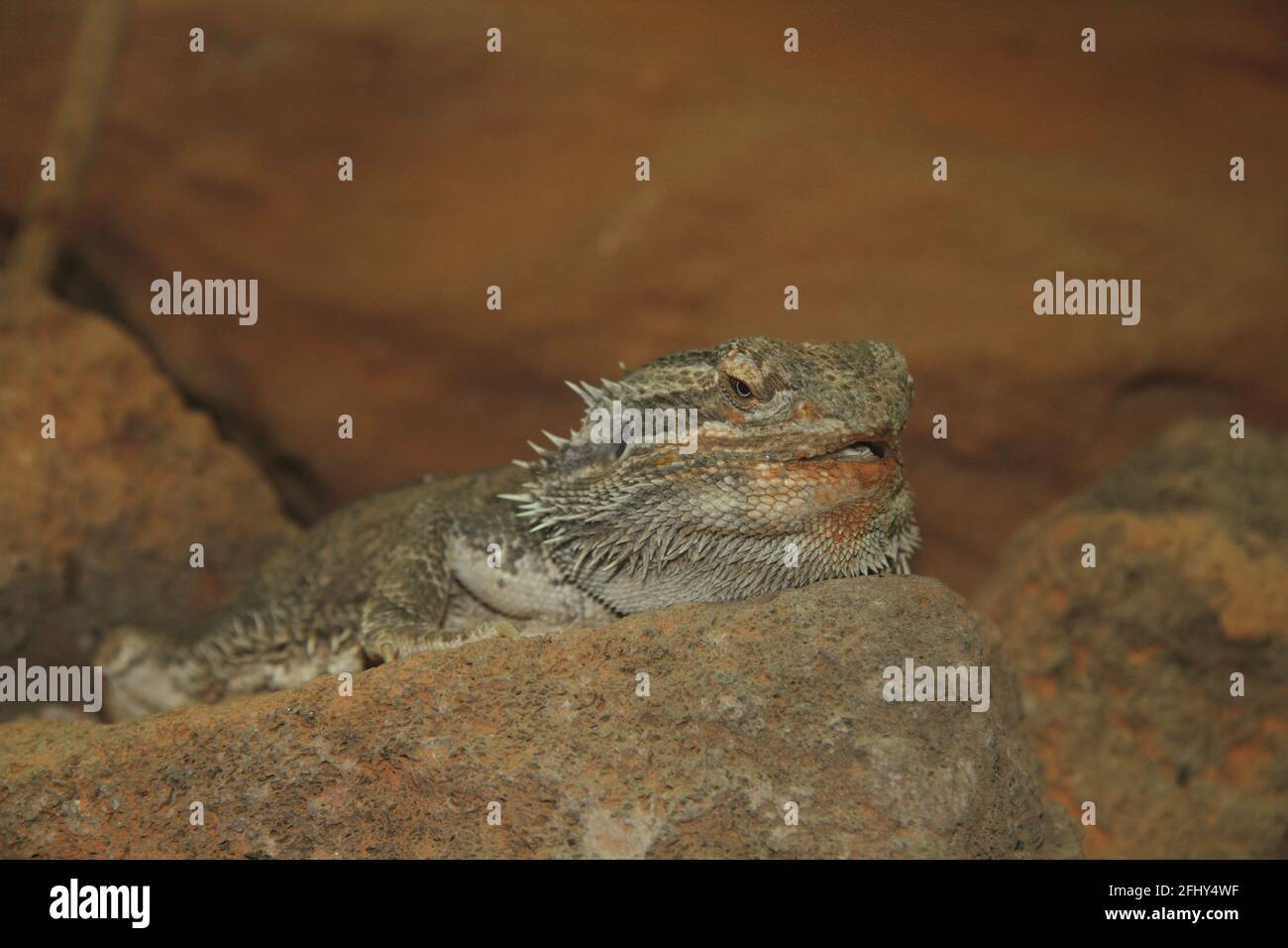 The Bearded Dragon (Pogona) is a genus of the family of Agamas Squamata ...