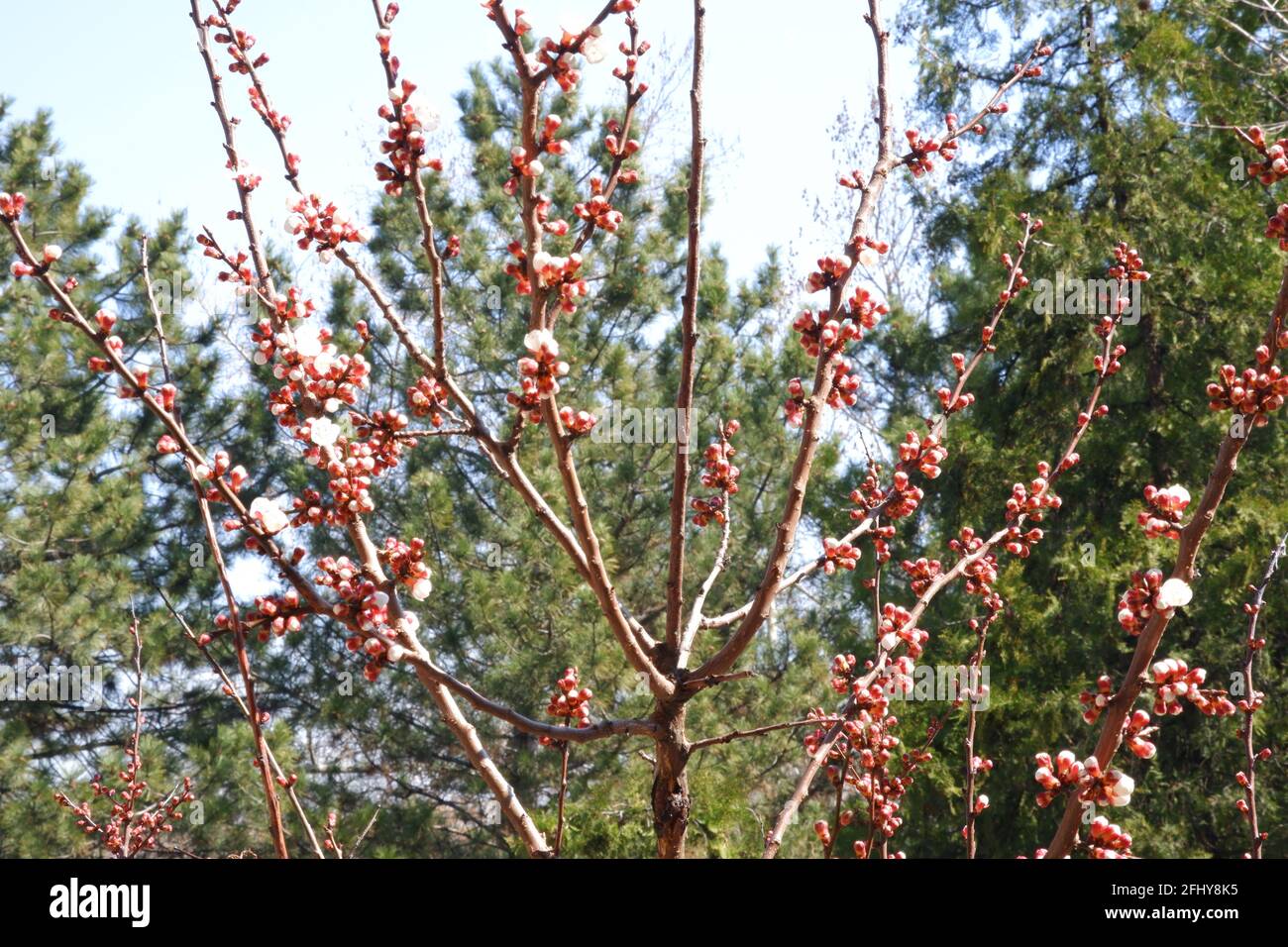 White little apricot Flowers blooming at spring Stock Photo - Alamy