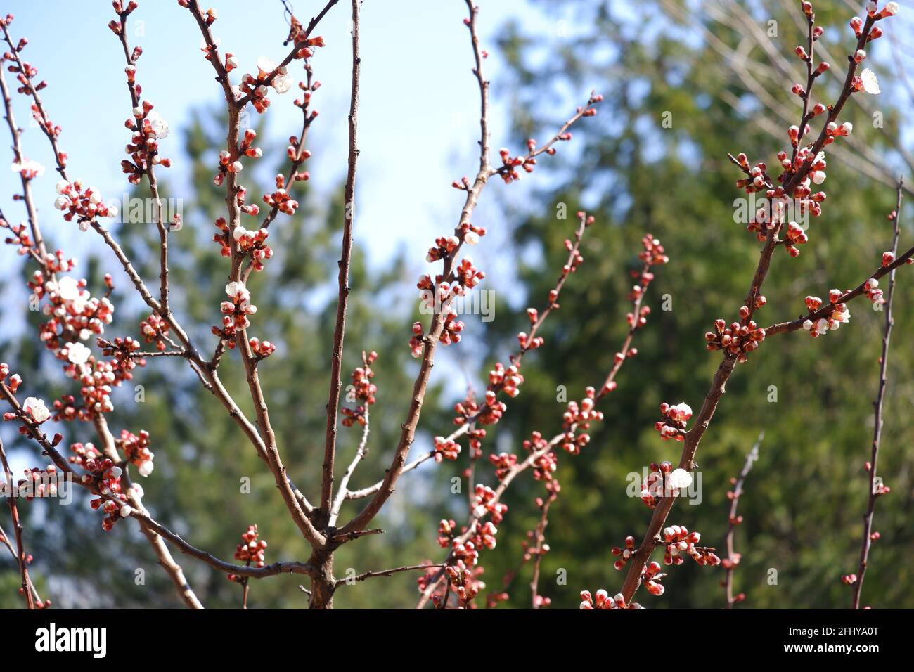White little apricot Flowers blooming at spring Stock Photo - Alamy
