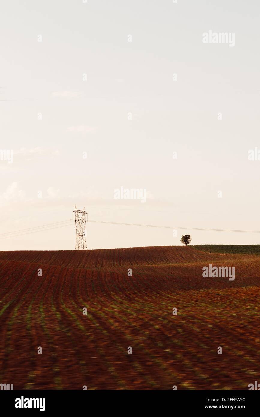 A mesmerizing view of the long agricultural field covered in plants in ...