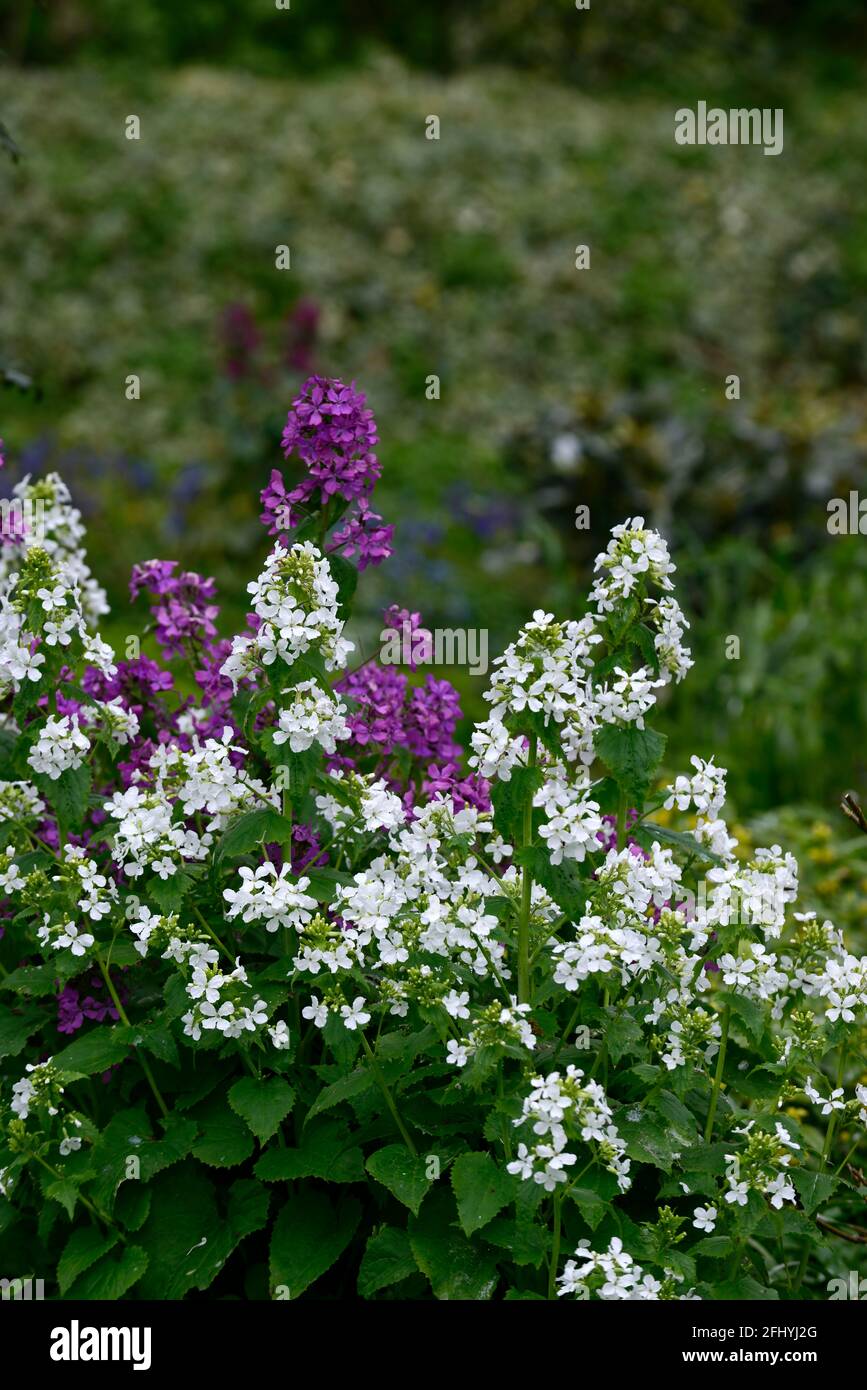 White honesty hi-res stock photography and images - Alamy