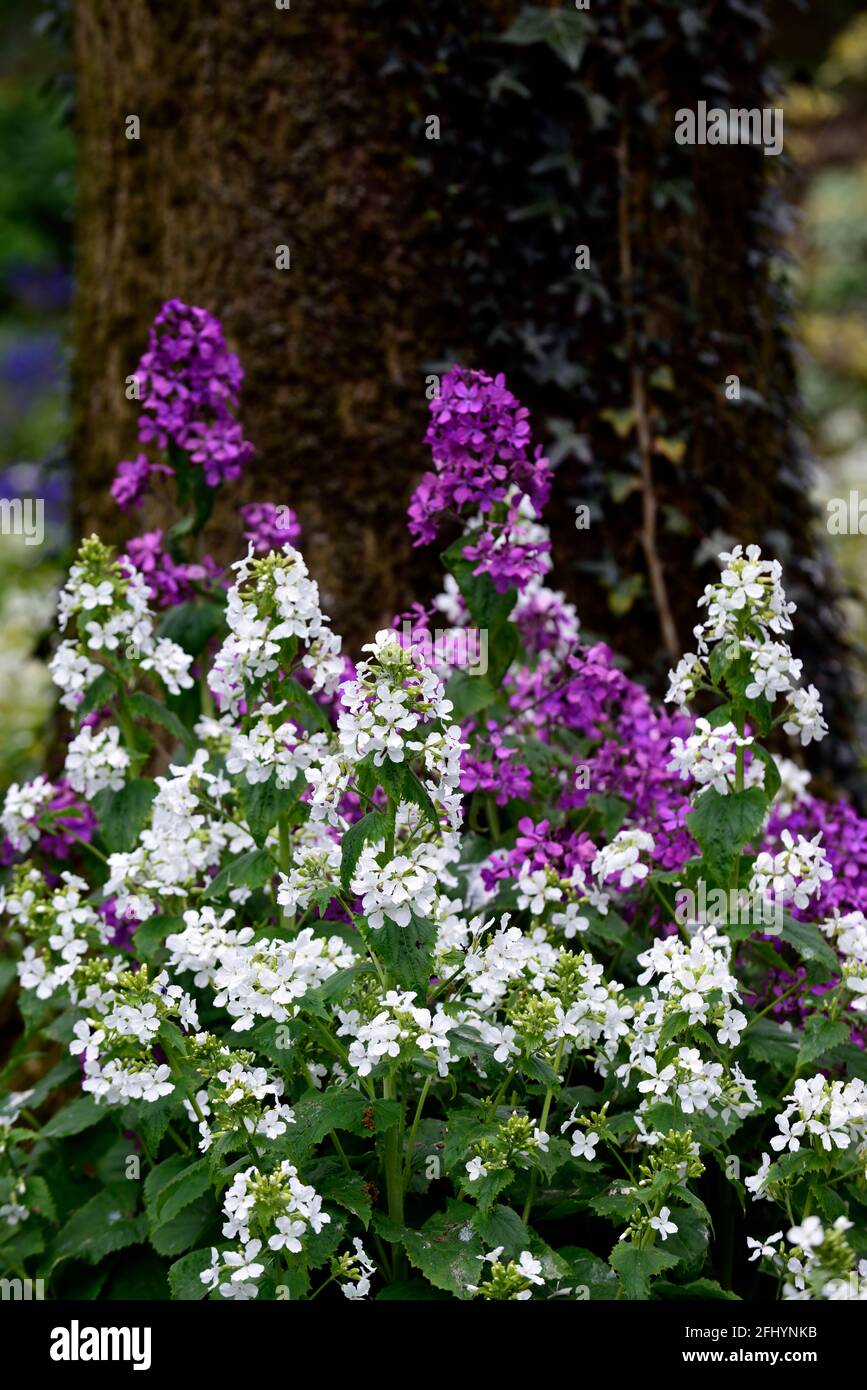 Lunaria annua,purple honesty,white honesty,purple and white flowers ...