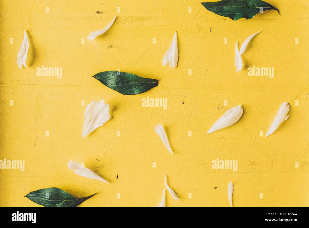 Lone beige white peony on old painted yellow wood grunge background ...