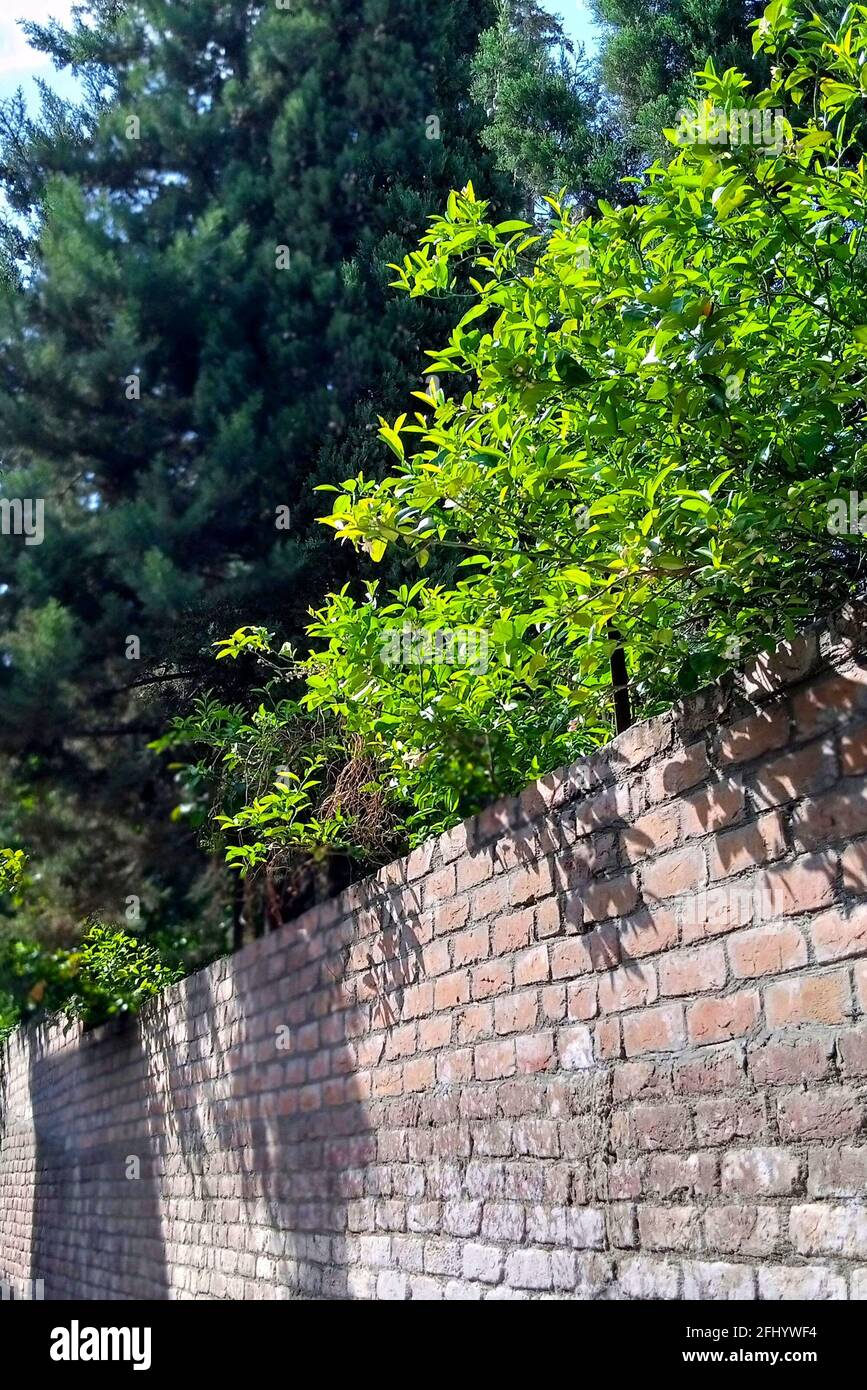 A vertical shot of red brick fence on background of trees Stock Photo ...