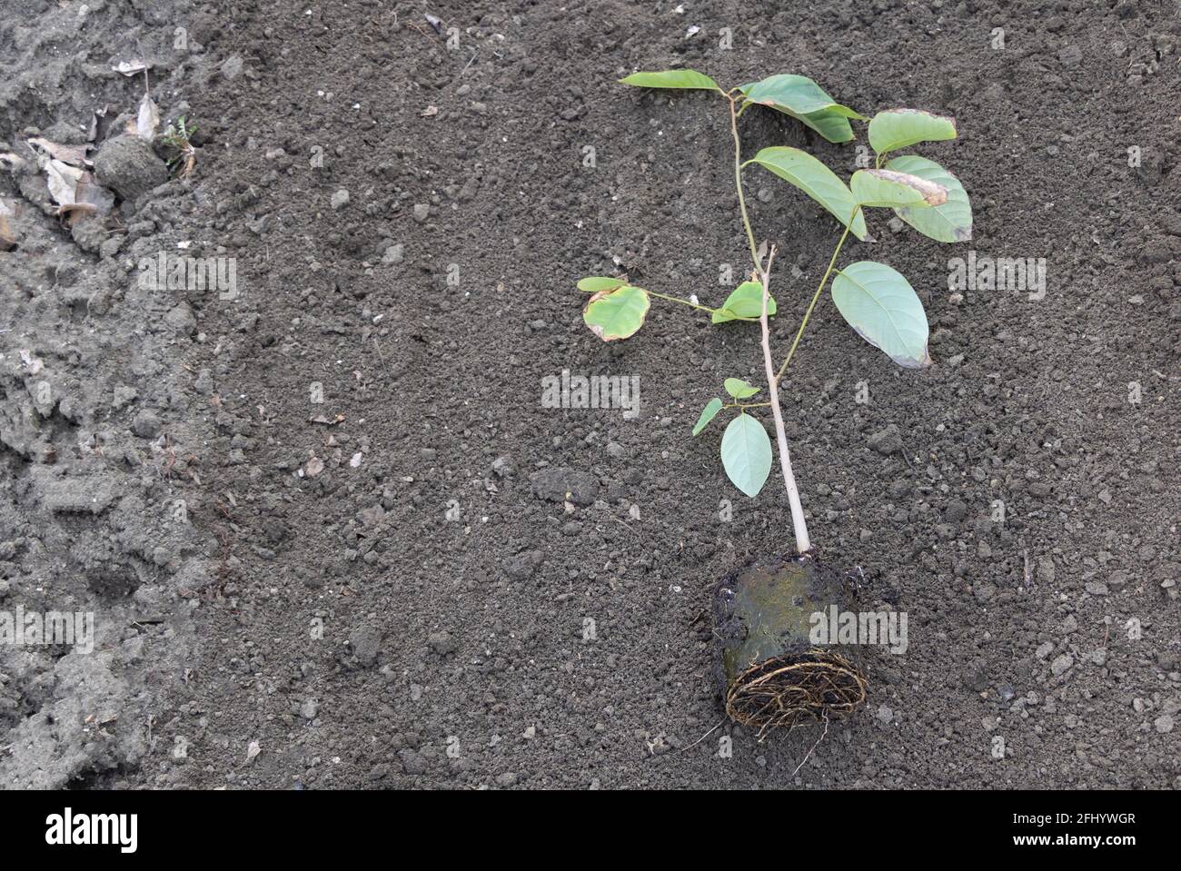 Cherimoya tree in the process of repotting - Growing cherimoya in the ...