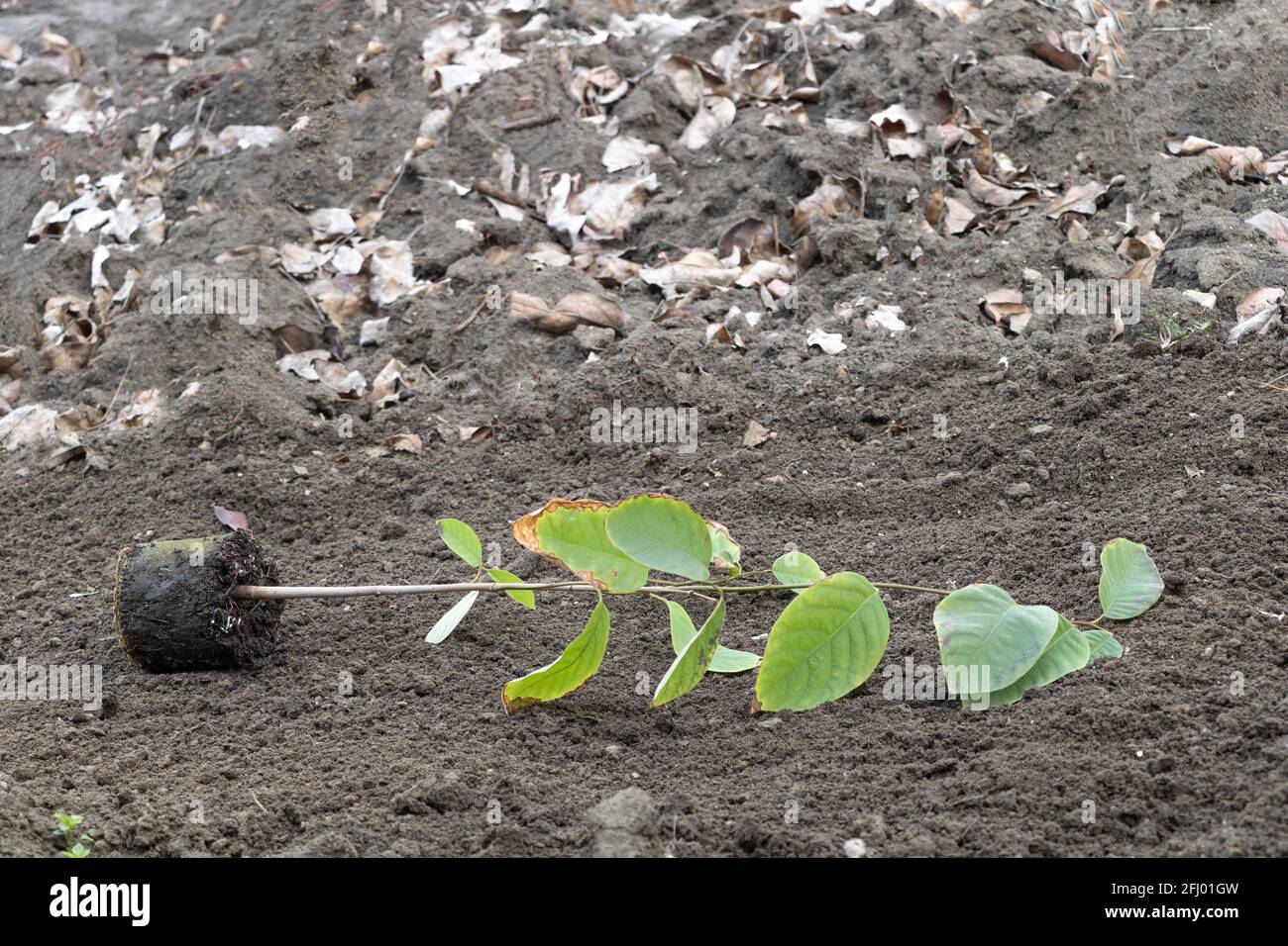 Cherimoya roots hi-res stock photography and images - Alamy