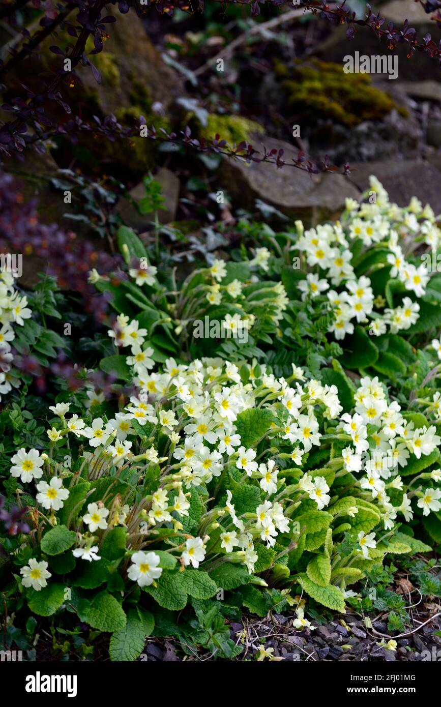 Primula vulgaris, primrose,primroses,yellow,cream,flower,flowers ...