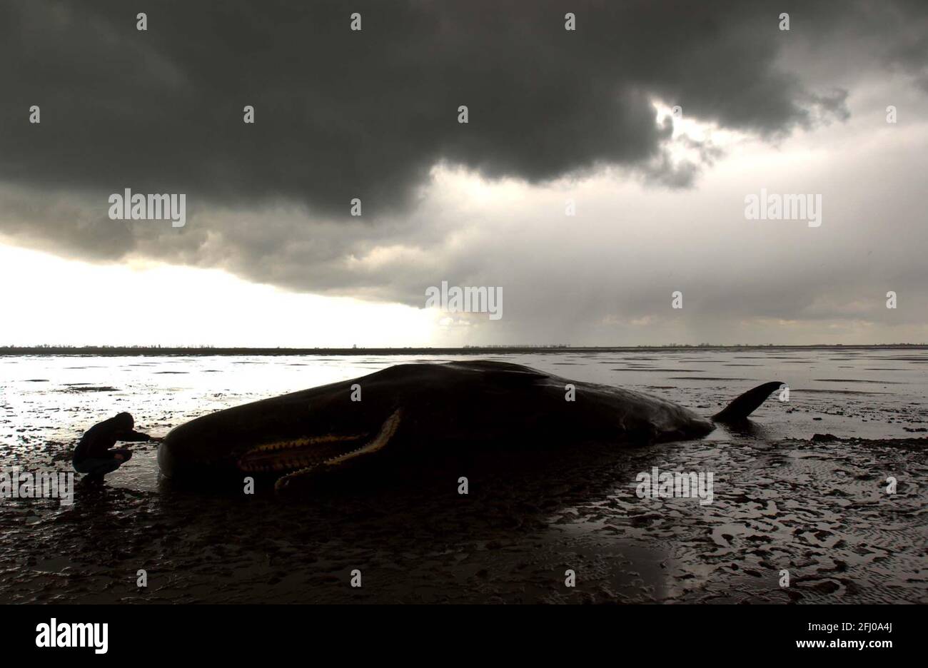 STORMS PASS OVER THE BODY OF THE STRANDED SPERM WHALE AT SUTTON BRIDGE ...