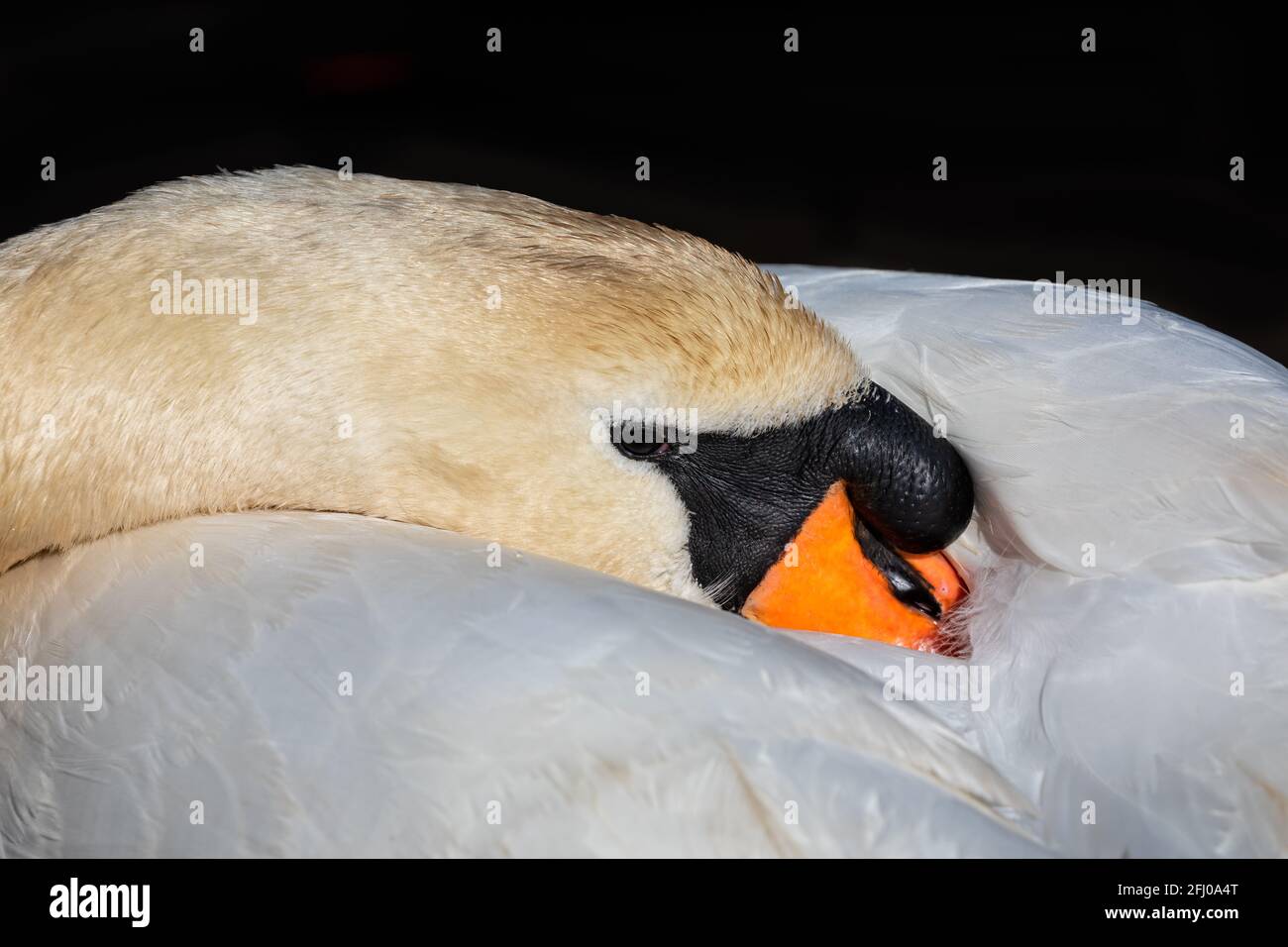 Apattern hi-res stock photography and images - Alamy