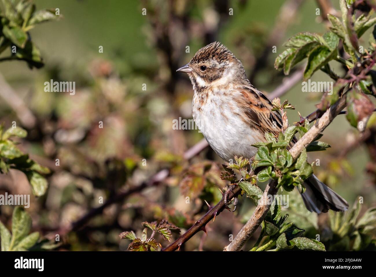 Female reed bunting perched hi-res stock photography and images - Alamy