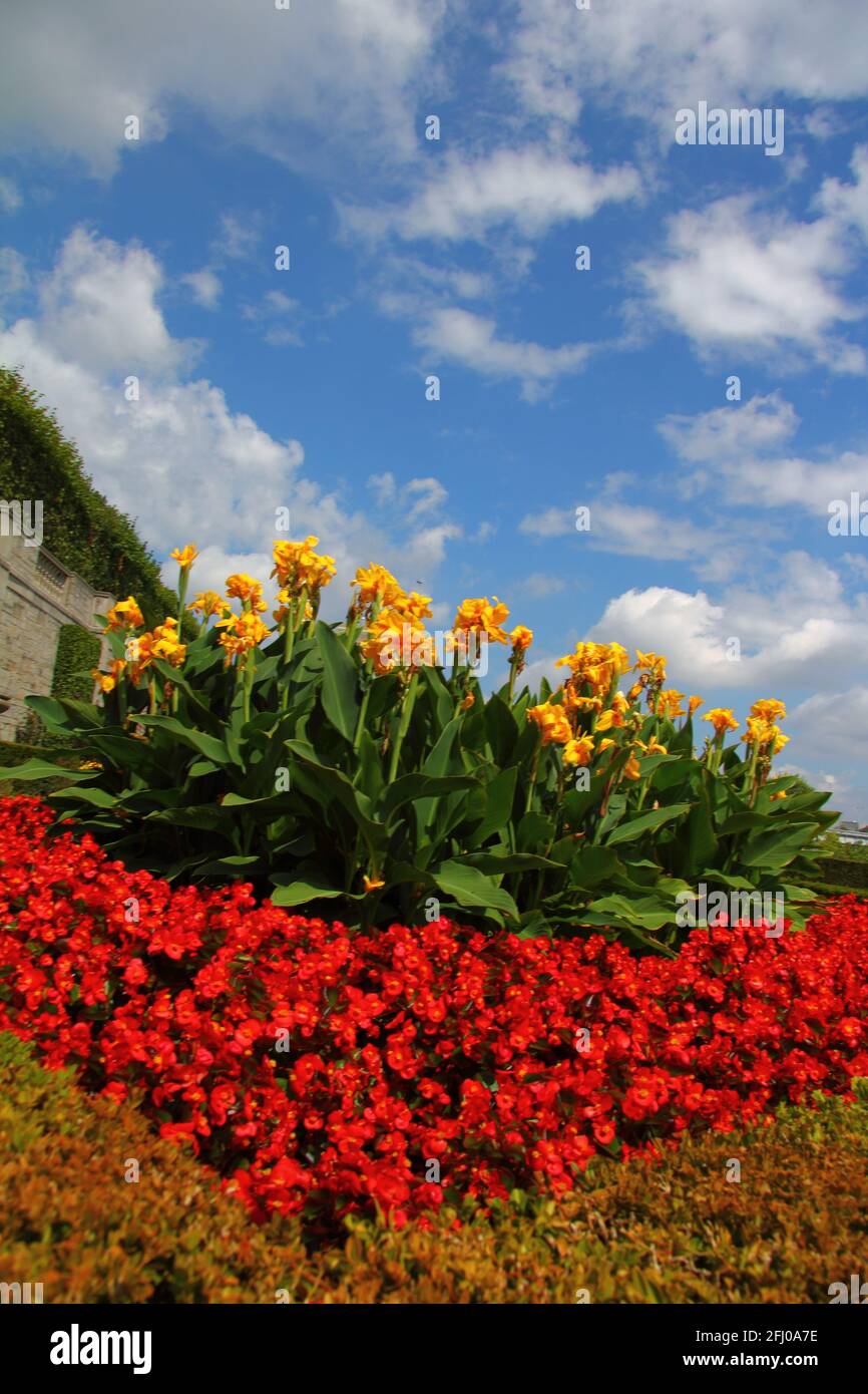 Colored flower from the gardens at the Niagara Falls Stock Photo - Alamy