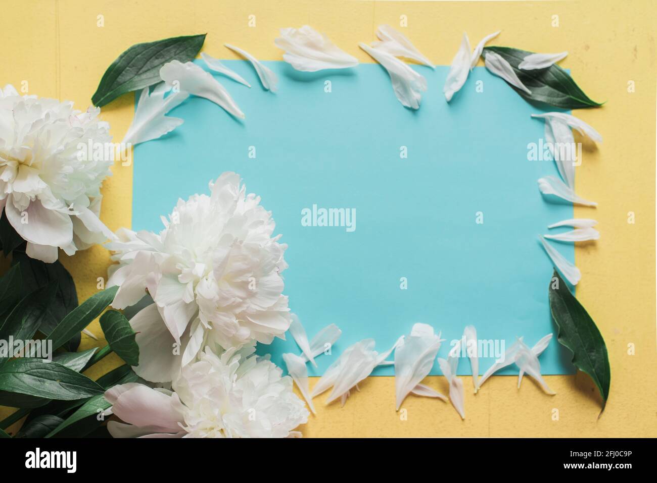 Lone beige white peony on old painted yellow wood grunge background ...