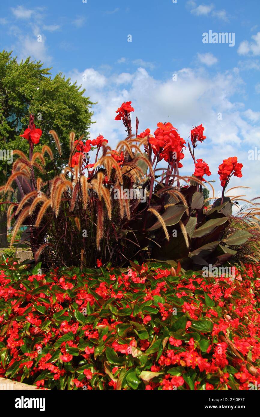 Colored flower from the gardens at the Niagara Falls Stock Photo - Alamy