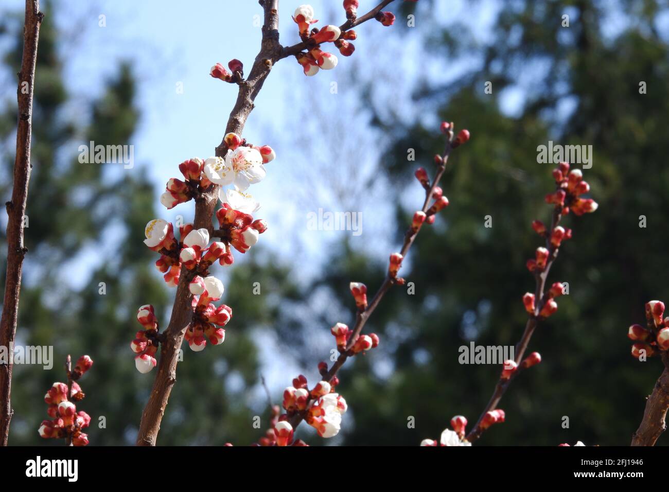 White little apricot Flowers blooming at spring Stock Photo - Alamy