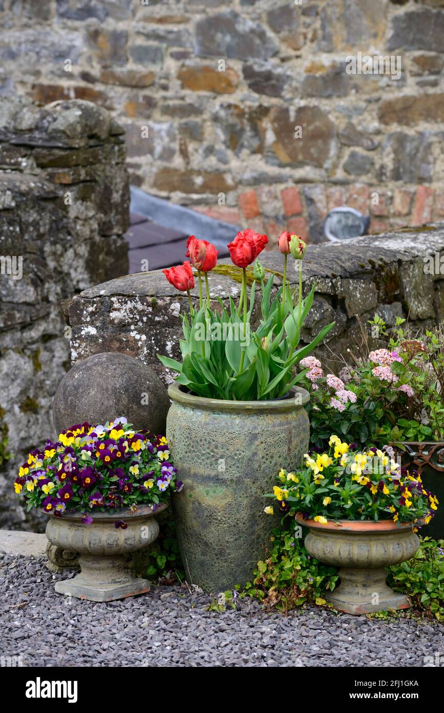 red parrot tulips,violets,viola,pot,pots,containers,container,spring in ...