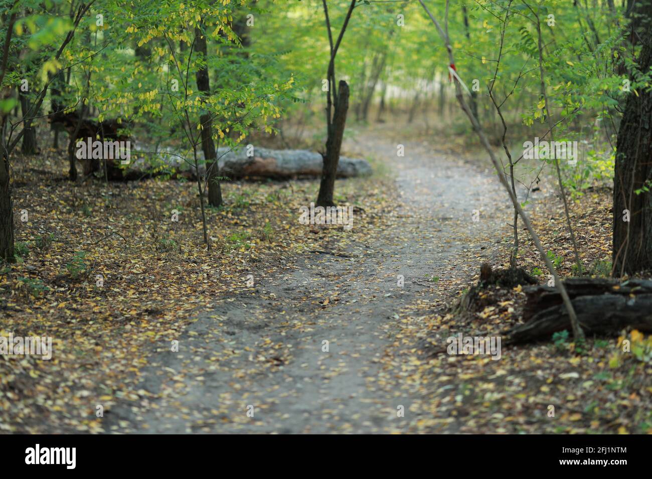 A close up of a wooded area Stock Photo - Alamy