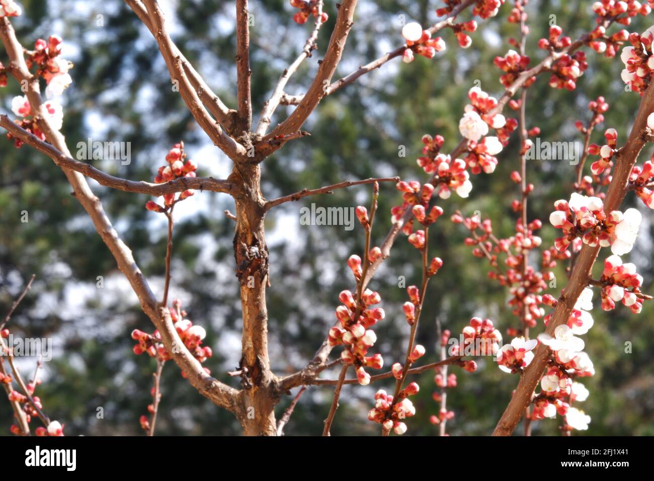 White little apricot Flowers blooming at spring Stock Photo - Alamy