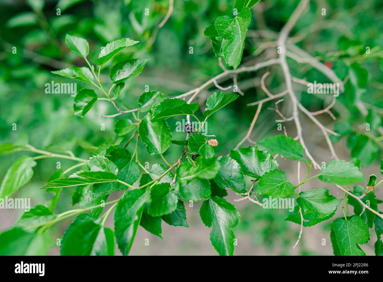 green mulberry tree blooms in spring in my garden Stock Photo - Alamy