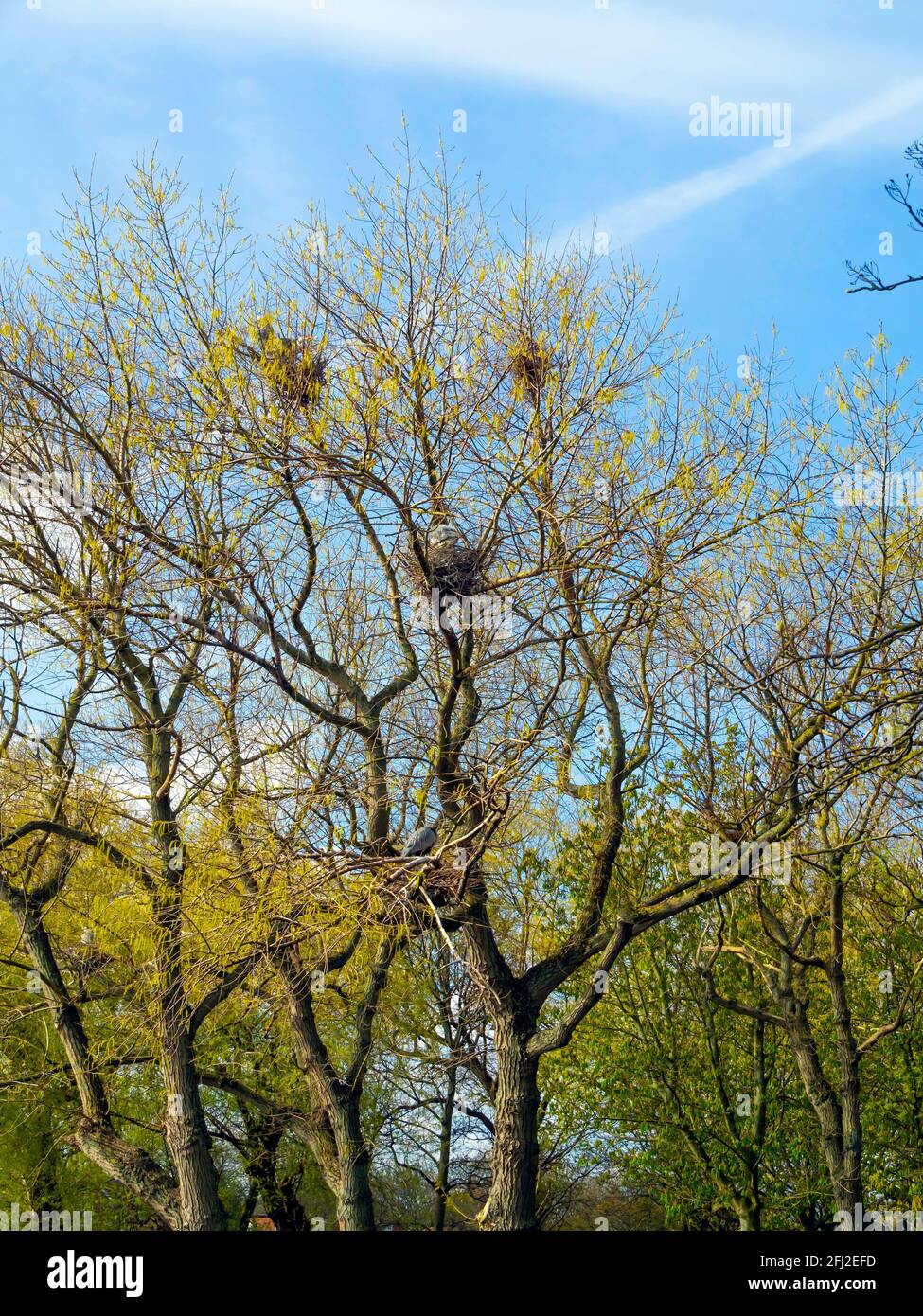 Large willow trees on a small island in a public park lake with several ...
