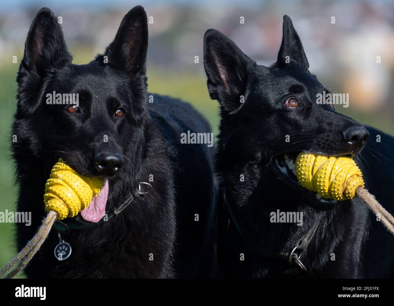 25 April 2021, Hessen, Frankfurt/Main: The two German Shepherds Apnoie ...