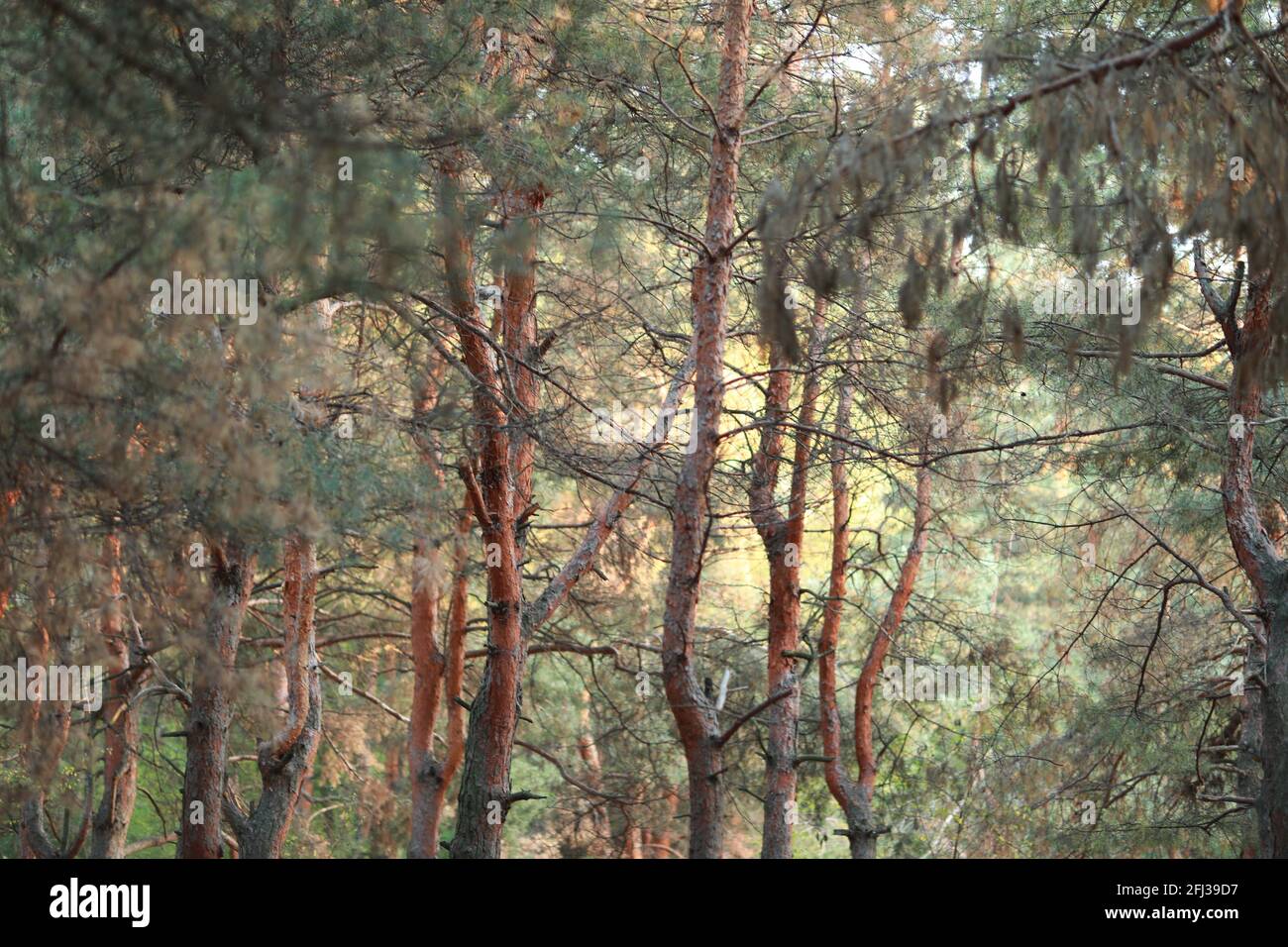 beautiful spring forest in a landscape location by the river Stock ...