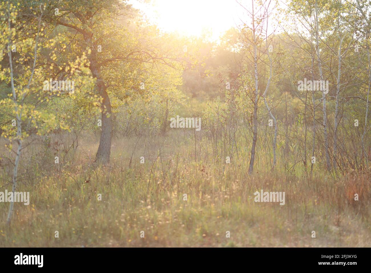 beautiful spring forest in a landscape location by the river Stock ...