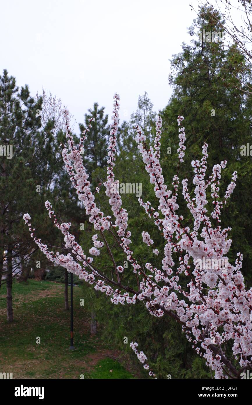 White little apricot Flowers blooming at spring Stock Photo - Alamy