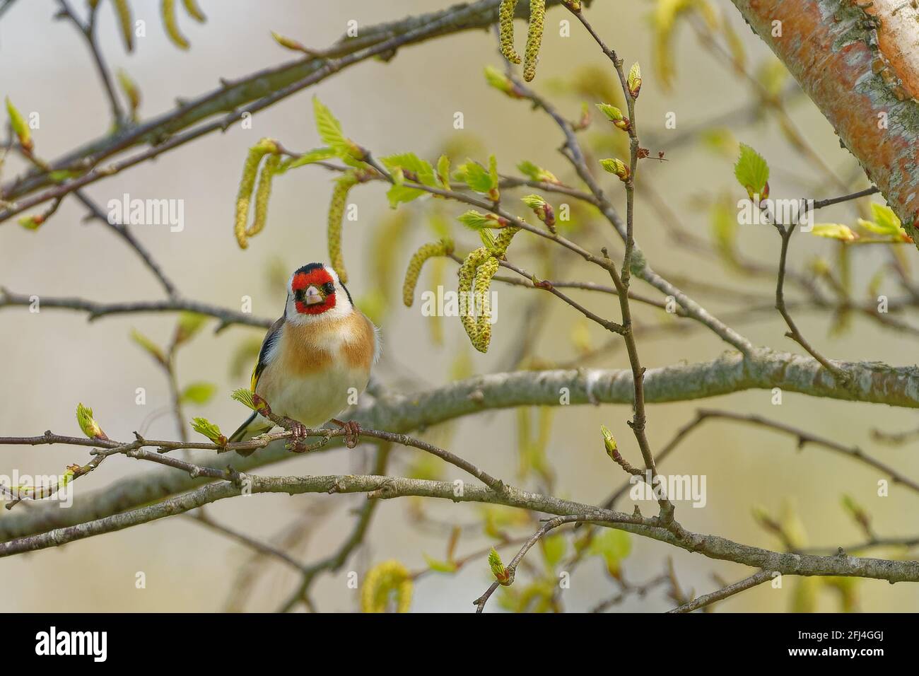 Goldfinch in summer colour perched in branches of the tree Stock Photo ...