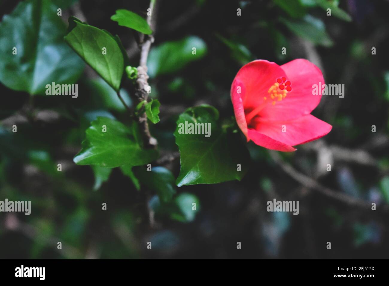 Hibiscus pollen grains hi-res stock photography and images - Alamy