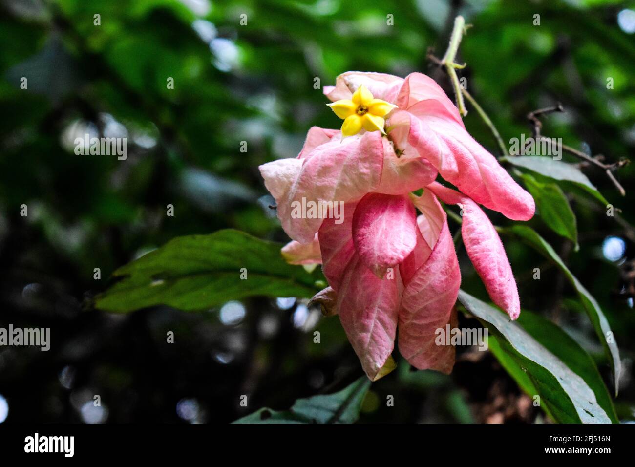 Yellow bleeding heart hi-res stock photography and images - Alamy