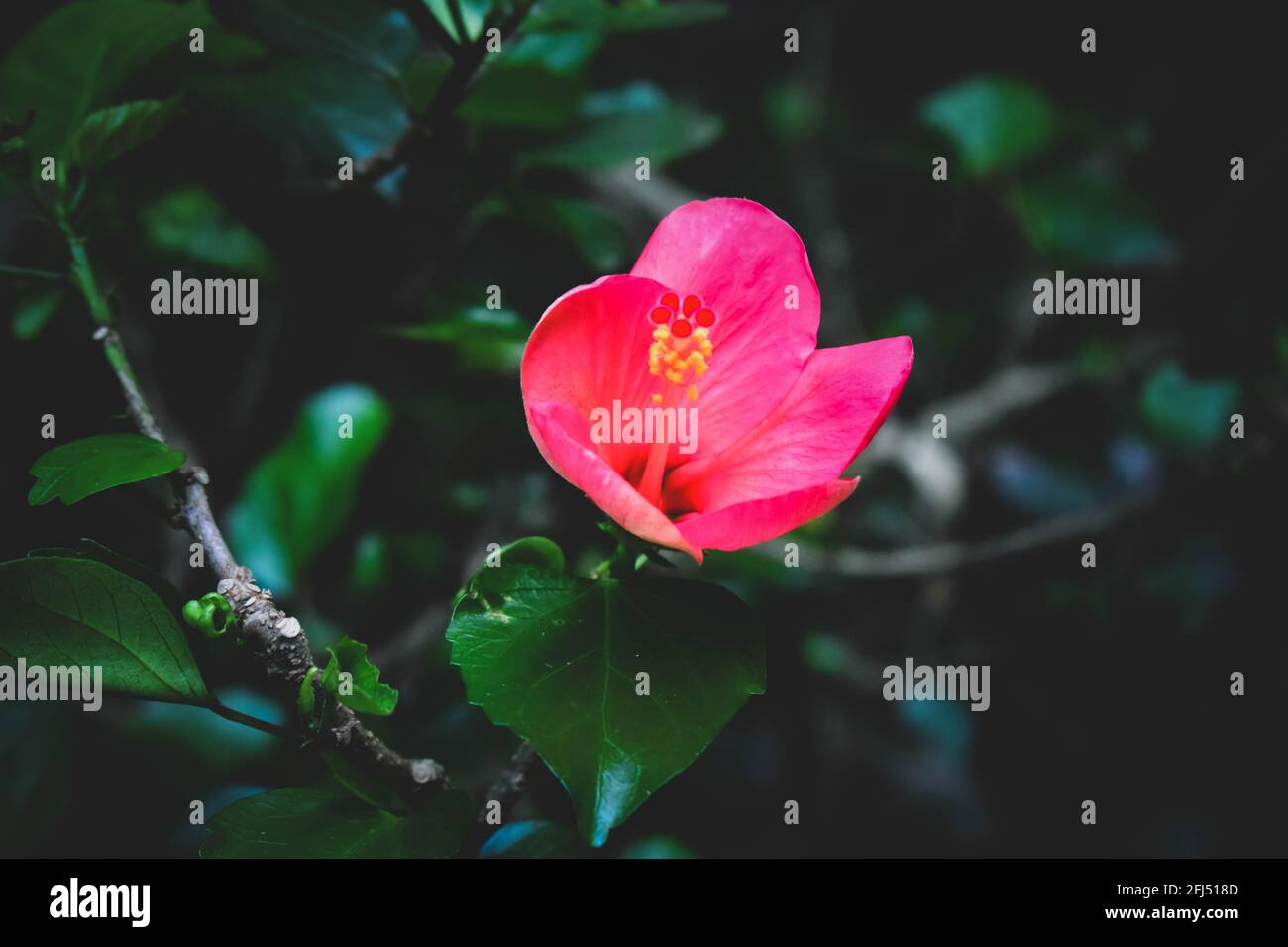 Small young tiny hibiscus flower with pollen grains and green leaves ...