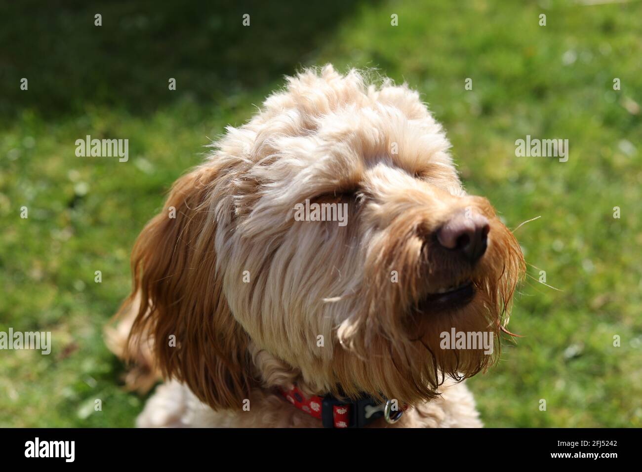 Meme dog hi-res stock photography and images - Alamy
