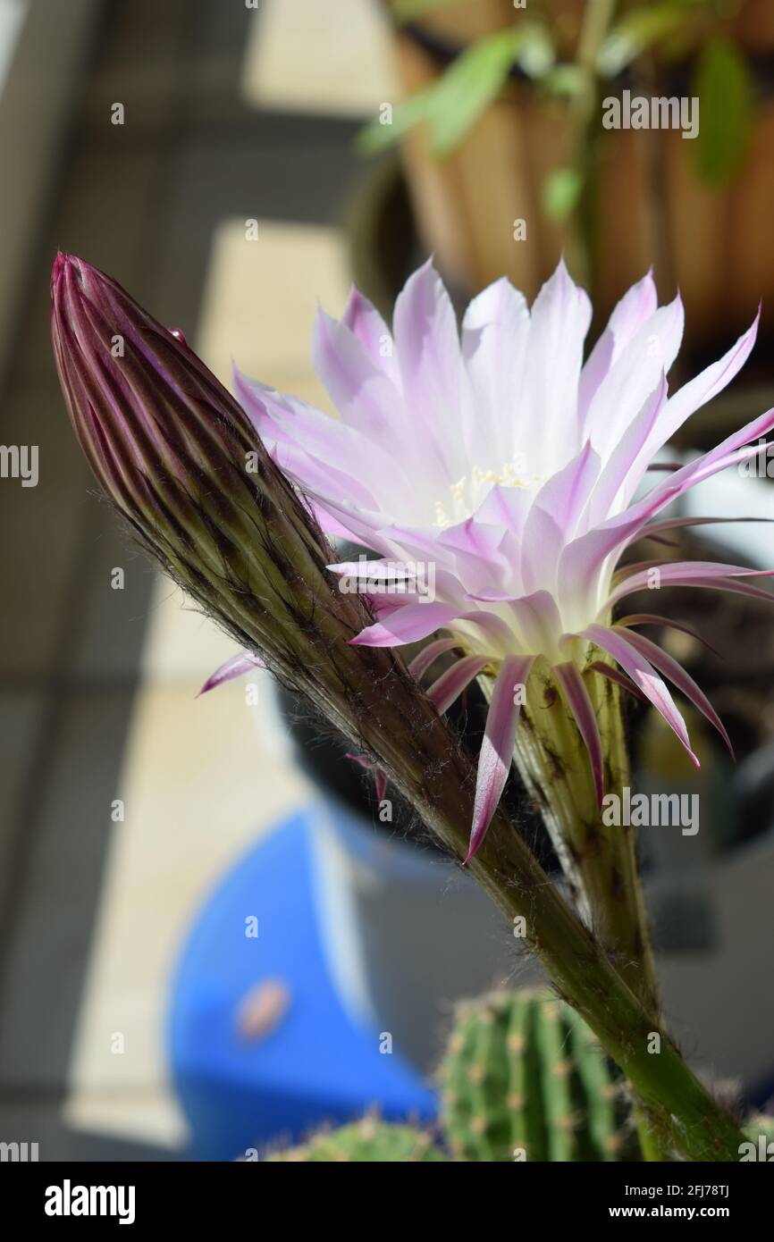blooming 'queen of the night' cactus, scientific name: Selenicereus ...