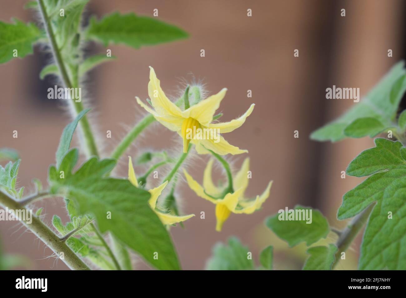 blooming tomato plant Stock Photo - Alamy