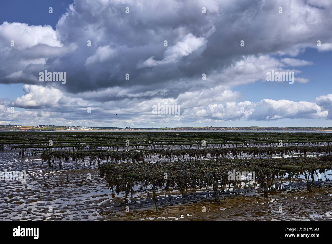 Fish feeding on organic farm hi-res stock photography and images - Alamy