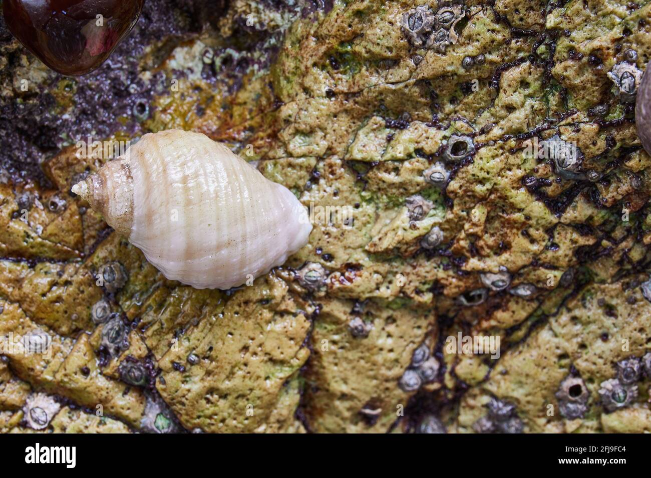 Snail shell on rocks hi-res stock photography and images - Alamy
