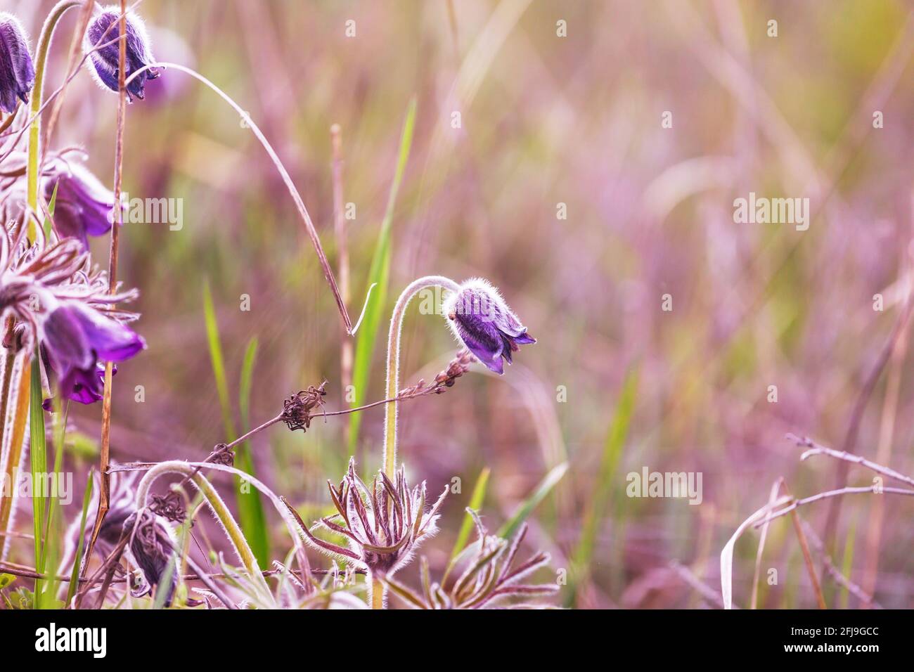 Beautiful spring flowers in the garden. Seasonal Natural background ...