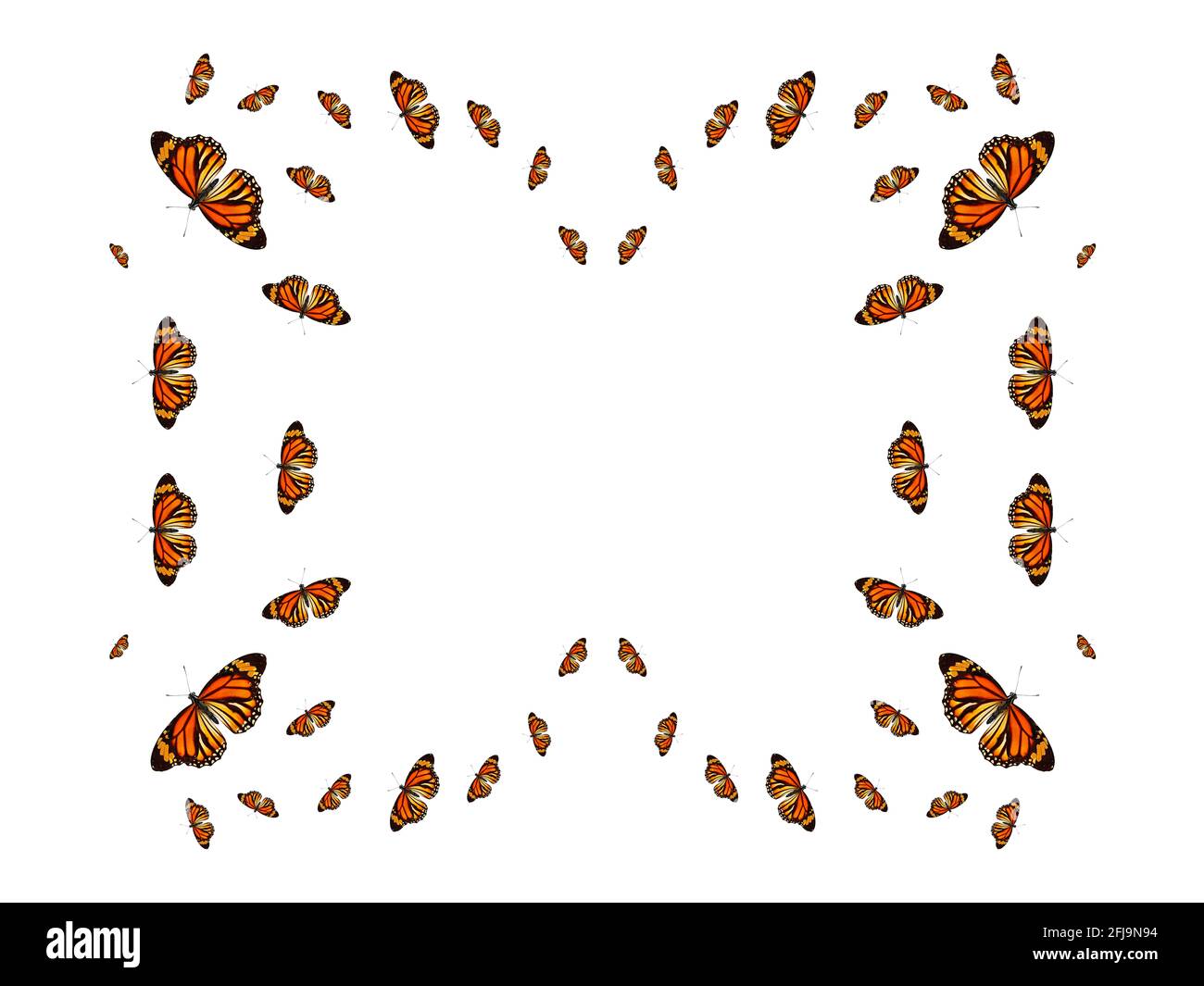 flock of flying butterflies isolated on white background. silhouette of ...