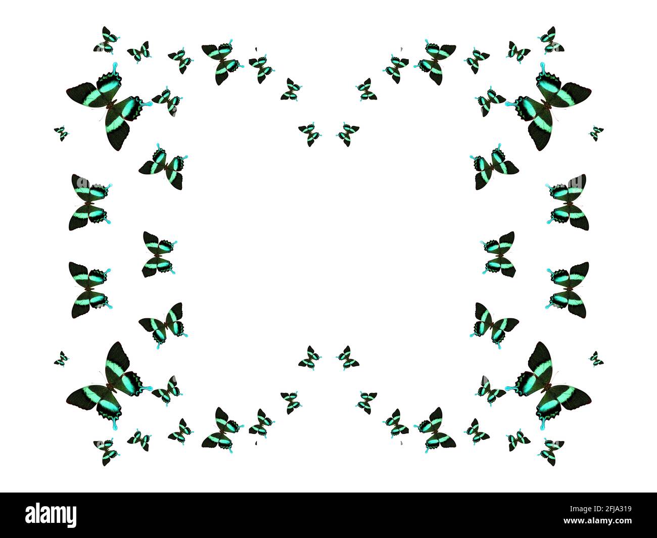 flock of flying butterflies isolated on white background. silhouette of ...