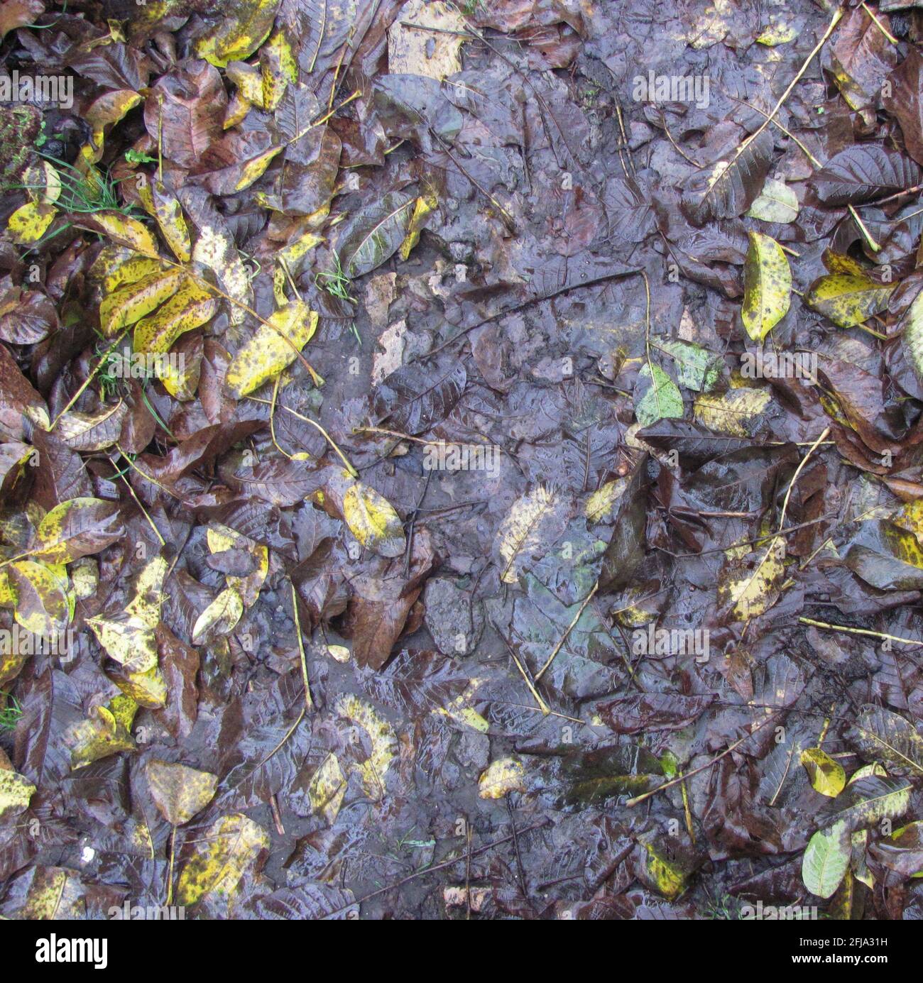 wet fallen leaves lie on the ground - autumn background Stock Photo - Alamy