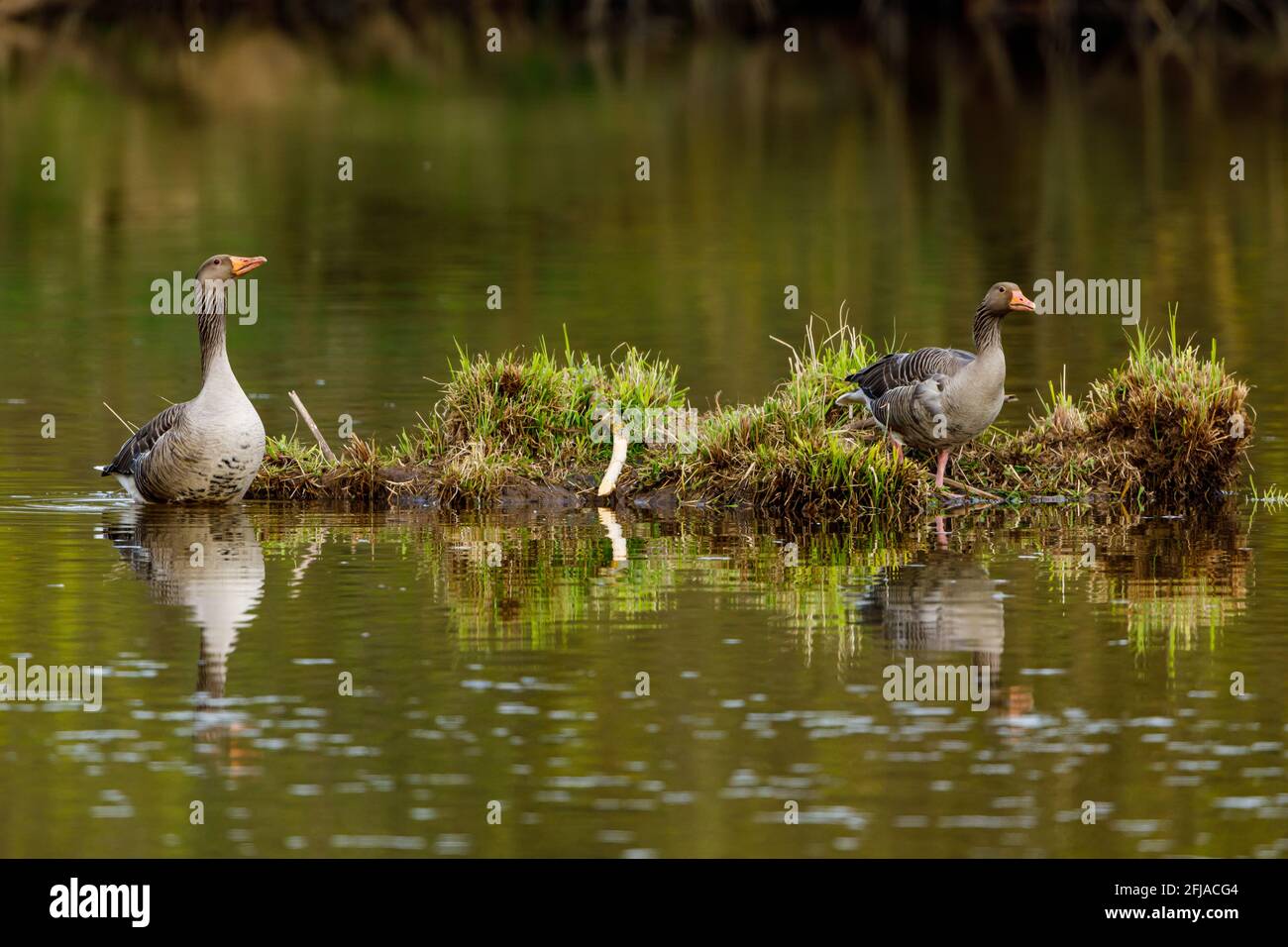 White greylag goose swimming hi-res stock photography and images - Alamy