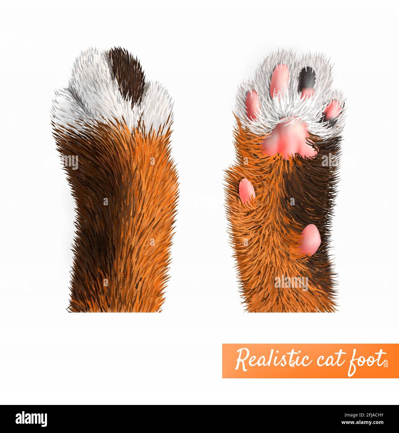 Realistic pretty cat foot top and bottom view set isolated on white ...