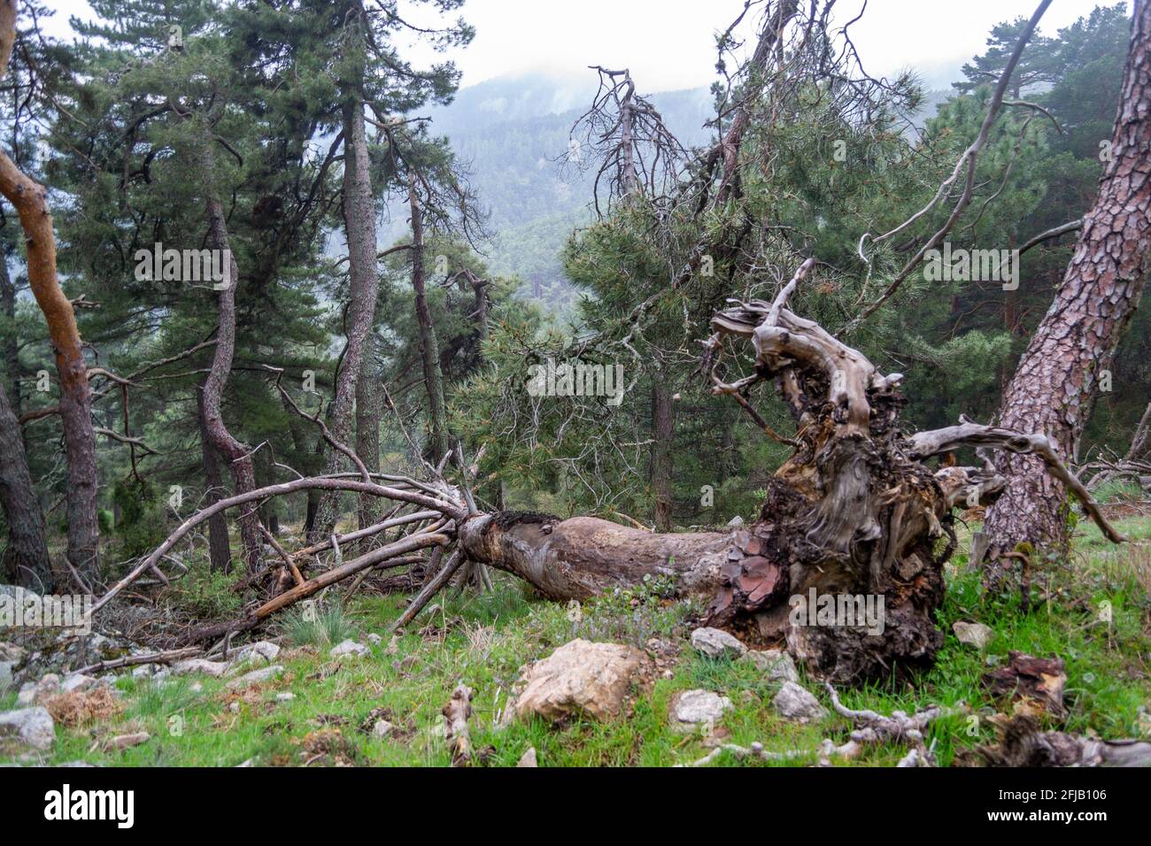Pine tree roots blue sky hi-res stock photography and images - Alamy
